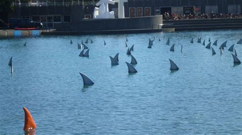 100 Shark Fins Floating In Wellington Harbour Nz Herald