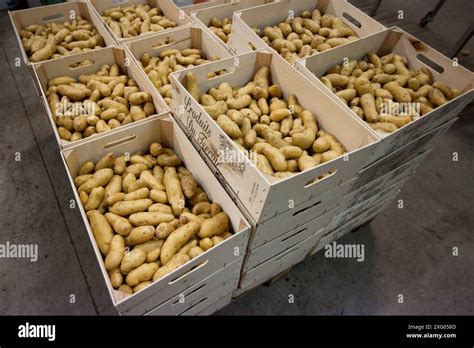 sorting cleaning grading polishing drying potatoes in a packaging