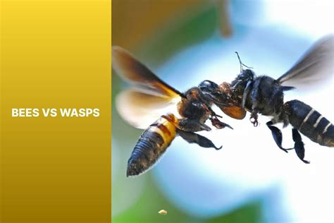 Bees Vs Wasps