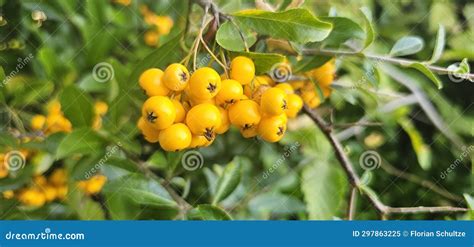 Many Bright Yellow Firethorn Berries Pyracantha Coccinea Soleil D Or