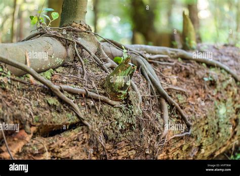 Tree And It S Root Growing On Top Of The Other Tree That S Fallen Stock Photo Alamy