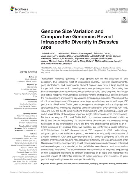 Pdf Genome Size Variation And Comparative Genomics Reveal Intraspecific Diversity In Brassica Rapa