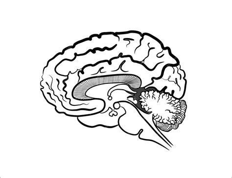Premium Vector Human Brain Longitudinal Section Side View