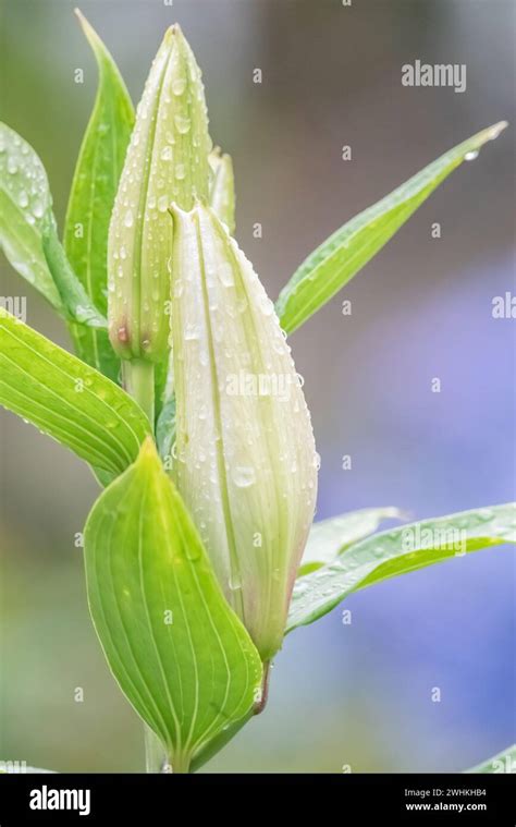 White Lily The Heyday Hi Res Stock Photography And Images Alamy