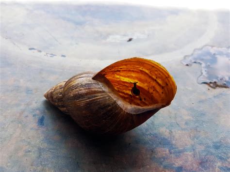 Found An Empty Snail Shell Rmildlyinteresting