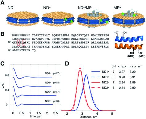 ND Samples And DEER Measurements A Illustrations Of ND ND ND MP Download Scientific