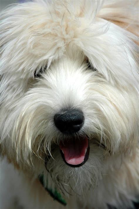 Lurvig hund 9 mycket fotografering för bildbyråer. Bild av näsa - 2395135