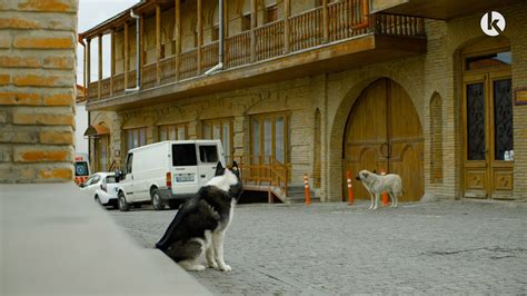 მიუსაფარი ცხოველების პრობლემა კვლავ მოუგავრებელია Youtube