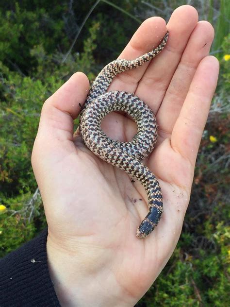 Wa Tree Festival Snake Awareness March 8 2025 Buggybuddys Guide To