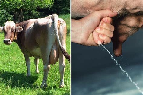 MOOOrgasm Kenyan Man Caught Bonking A Stolen Cow Daily Star
