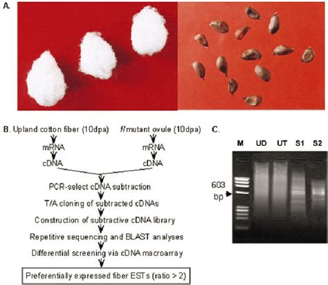 Phenotypes Experimental Procedures For And Results Of Pcr Select Cdna