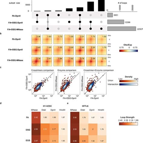 Fine Fragmentation And Dsg Cross Linking Improves Loop Detection A