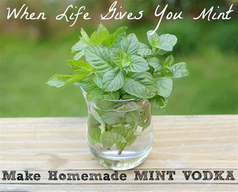 Homemade Mint Vodka - Healthy Slow Cooking