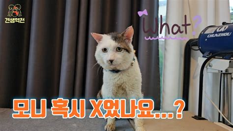 답이 없으셔서 그러는데 모니 혹시 O었나요 근황 알려드려요 고양이 유기묘 Youtube