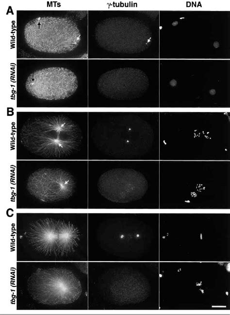 Figure 1 From The Kinetically Dominant Assembly Pathway For Centrosomal Asters In Caenorhabditis