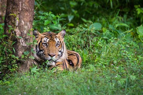 Bengal Tigers Habitat