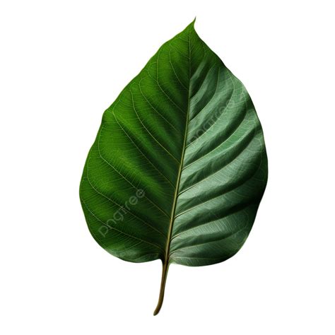 녹색 봄 투명한 나뭇잎 잎 잎사귀 리프 Png 일러스트 및 이미지 에 대한 무료 다운로드 Pngtree