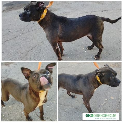 Няколко дни и ще стане цяла една година откакто Пами е при нас Тя е дама в разцвета на силите