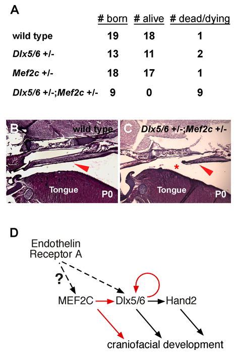 The Transcription Factor Mef2c Is Required For Craniofacial Development Pmc