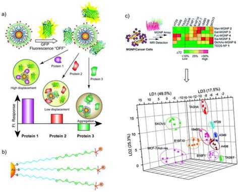 Engineering The Nanoparticle Protein Interface Applications And Possibilities Abstract