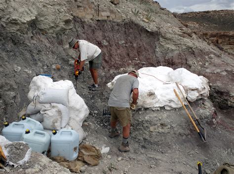 UGS Paleontologists Collect Dinosaur Megablock Utah Geological Survey