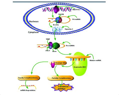 Schematic Diagram Of Mirna Synthesis And Biology 1 In The First Download Scientific