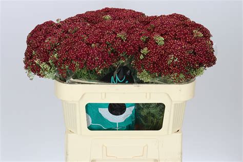 Flowers Direct Holland