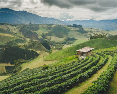 le piantagioni di caffè in colombia perfect moka