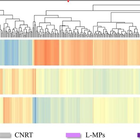 Hierarchical Cluster Of The Differentially Expressed Genes Across