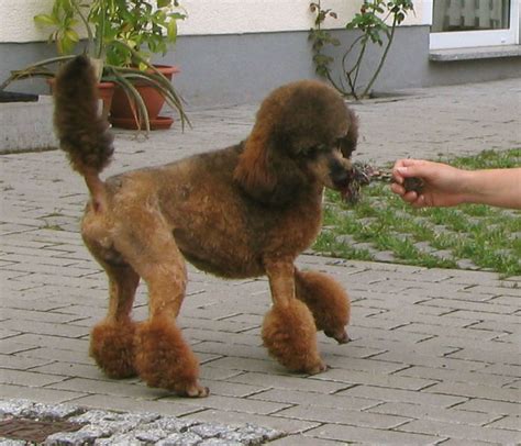 Musings Of A Biologist And Dog Lover Mismark Case Study Poodle