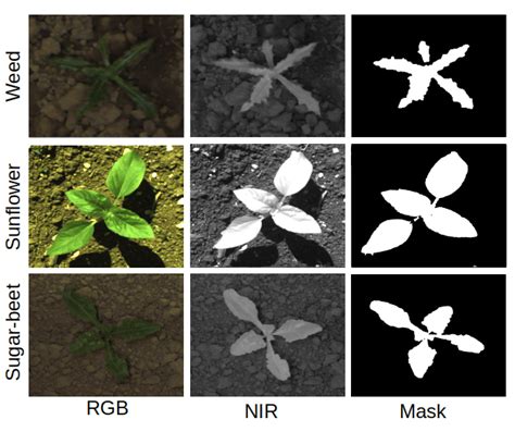 this figure shows example images used to train spade first row download scientific diagram