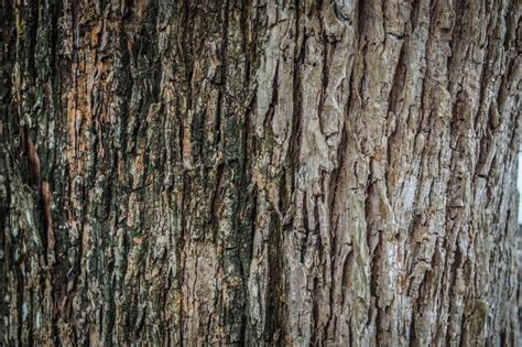 Premium Photo Background Image Abstract Pattern Of Tree Bark