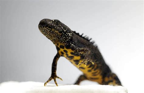 Great Crested Newts Licencing And Mitigation Course Review Arbtech