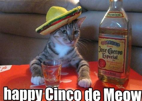 100 Funny Mexican Pictures Wallpapers Com