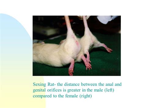 Laboratory Animal Handling Technique Ppt Video Online Download