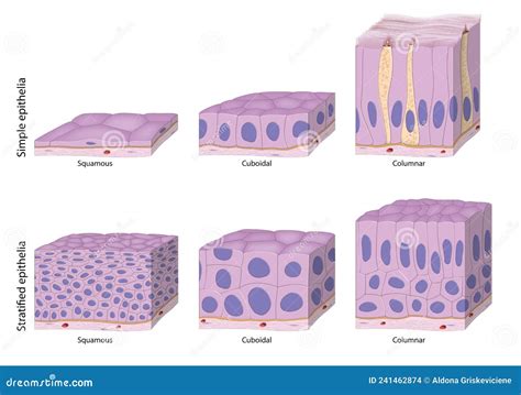 Types Of Epithelium Stratified And Simple Epithelium Illustration 241462874 Megapixl