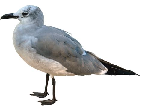 Чайка на прозрачном фоне картинки и фото Poknok Art