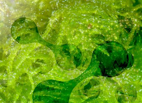 Seaweed Macroalgae Biopolymers A Sustainable Alternative To Conventional Plastics Blu3