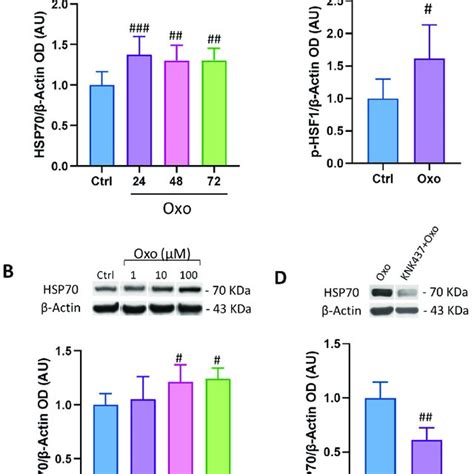 Skeleton Analysis Application To Quantify Cells Morphology A