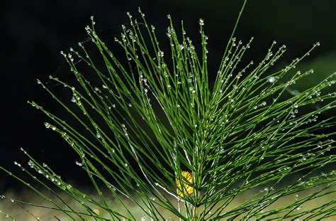 Най добрият чай за понижаване на излишната пикочна киселина и холестерола Облекчава симптомите