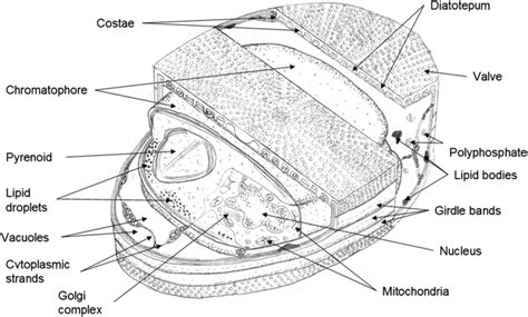 Schematic Of A Generic Centric Diatom 3 Reproduced With Permission
