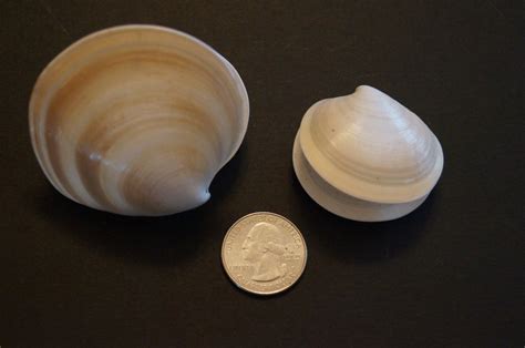 Disk Clam Galveston Island Nature Tourism Council