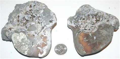 Half Geodized Nautiloid Member Collections The Fossil Forum