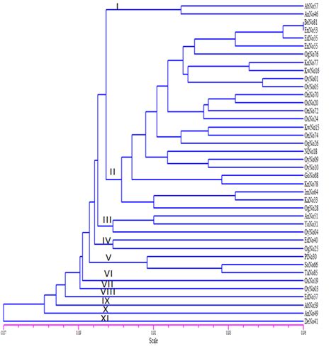 dendrogram derived from 40 accessions of moringa oleifera using