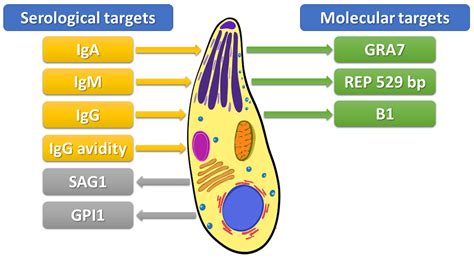 Toxoplasmosis In Humans