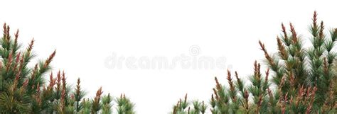 Foreground Grass On White Background Stock Illustration Illustration Of Herb Produce 276632109
