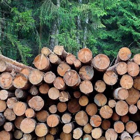 wooden logs data classification kaggle