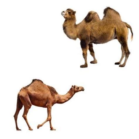 Dromedary And Bactrian Camels