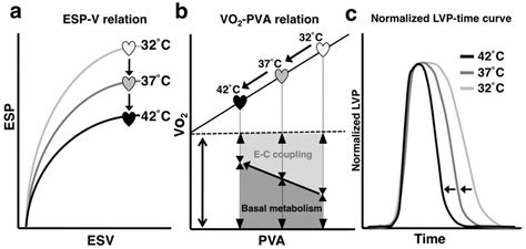 Schematic Illustrations Of Espvr A Vo 2 Pva Relationship B And Download Scientific