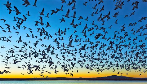 Space Weather Messes Up Night Time Bird Migration Futurity